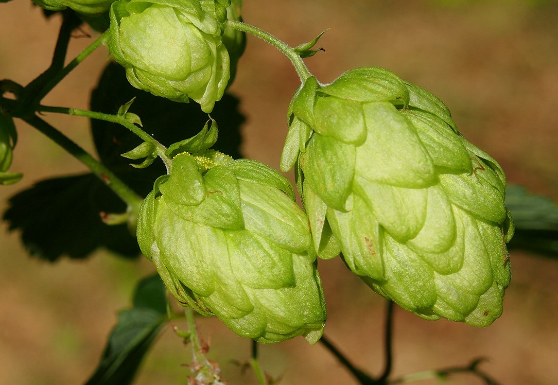 Chmel a kvasnice pro výrobu piva – ALKOHOL DRINK