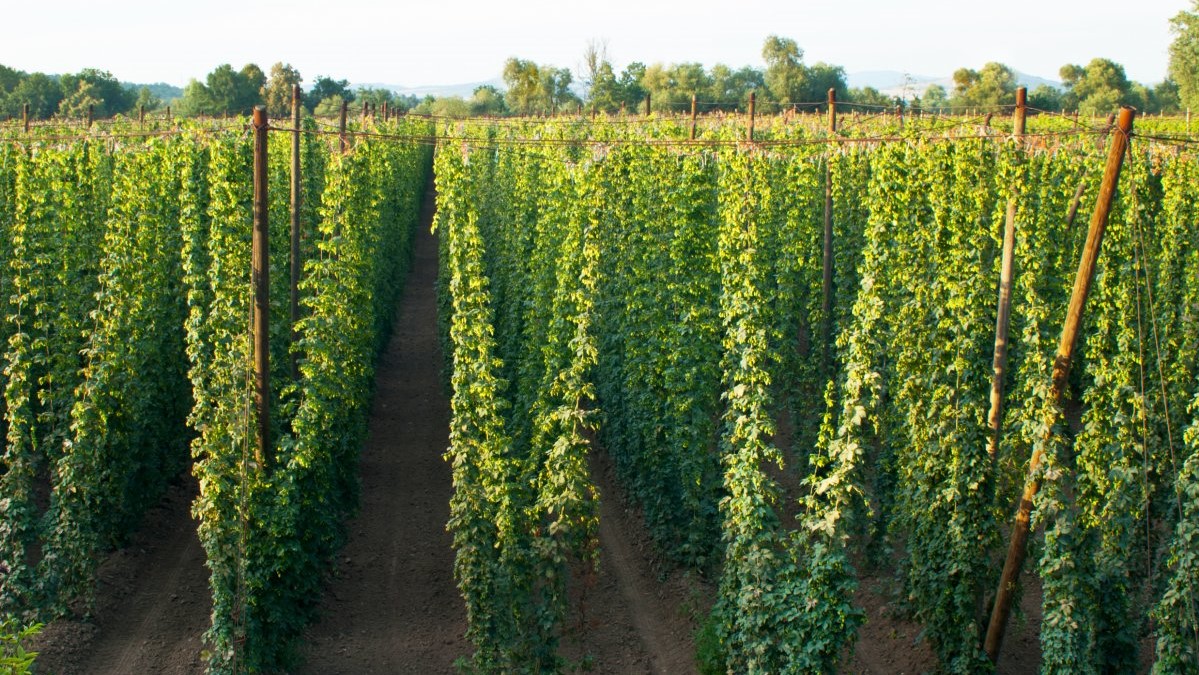 Chmel a kvasnice pro výrobu piva – ALKOHOL DRINK